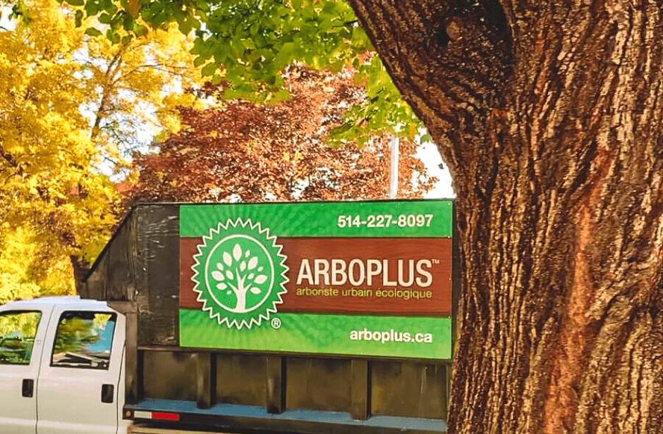 Comment entretenir vos arbres : prévenir pour éviter le pire! - Blogue ...